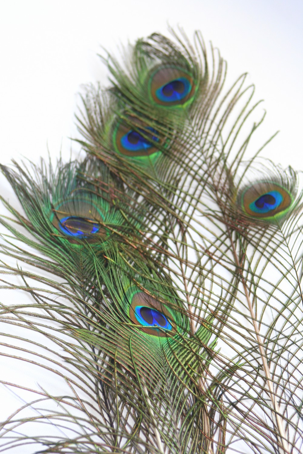 Peacock Inspiration and Feather Canvas Art - Inspired by Family
